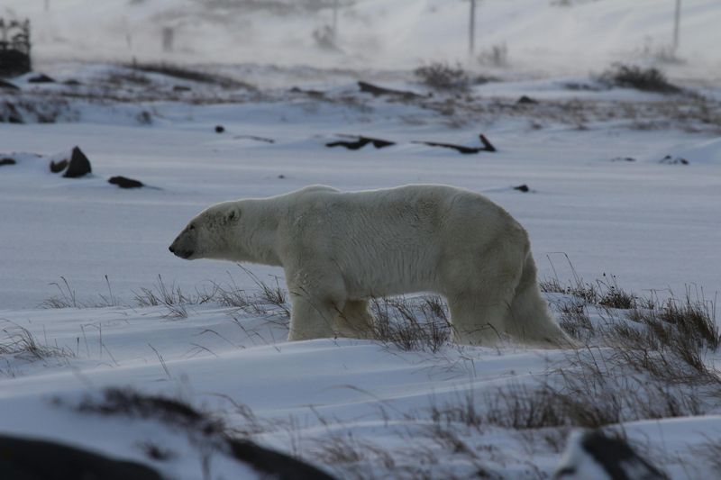 The world’s most dangerous bears ranked by threat level