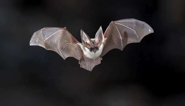 Scientists stunned after discovering unexpected 'mutation' in common US ...