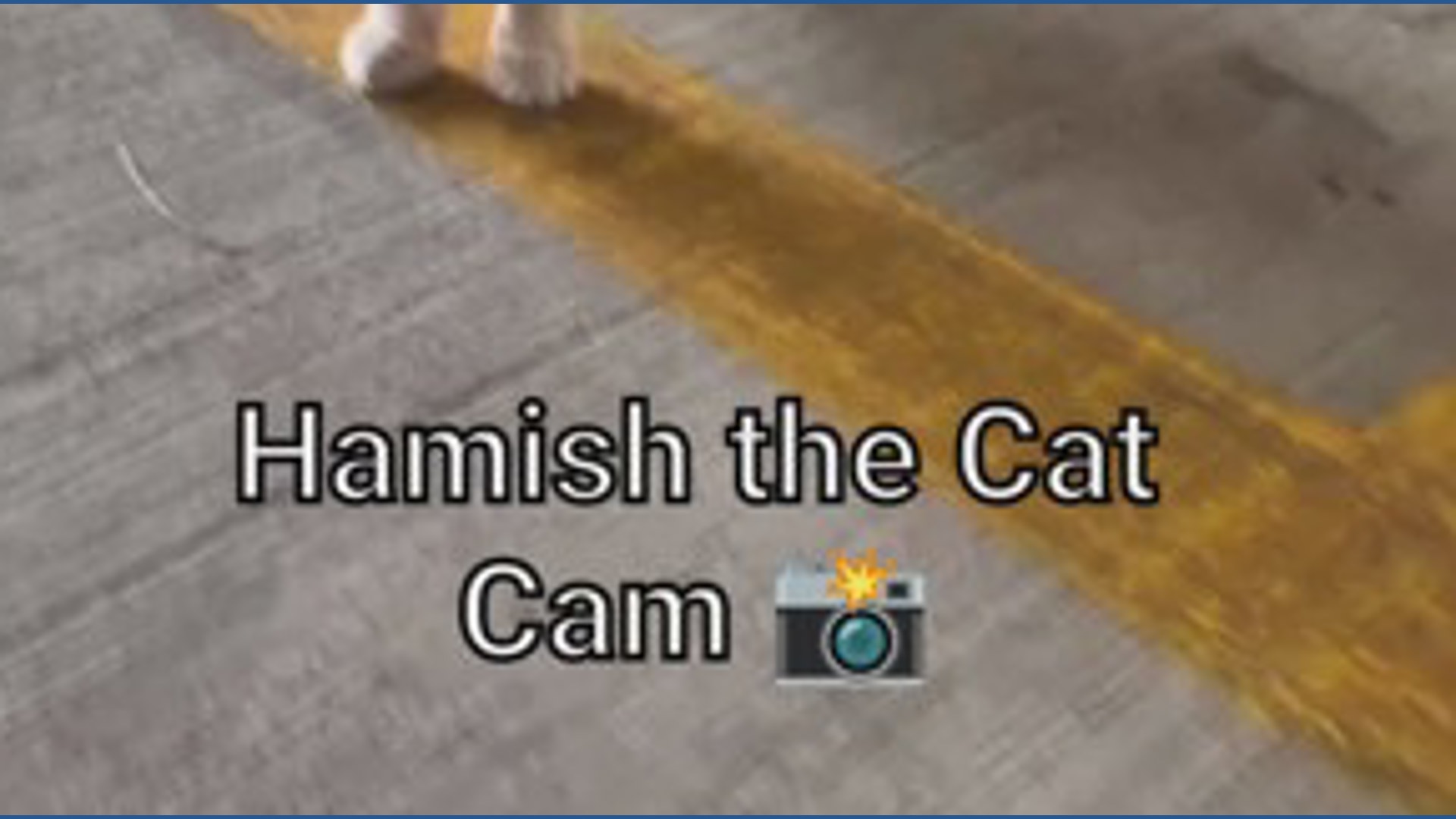 Famous Hamish cat cam with 5NEWS