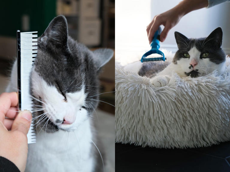 The best cat brushes we tested for every coat type