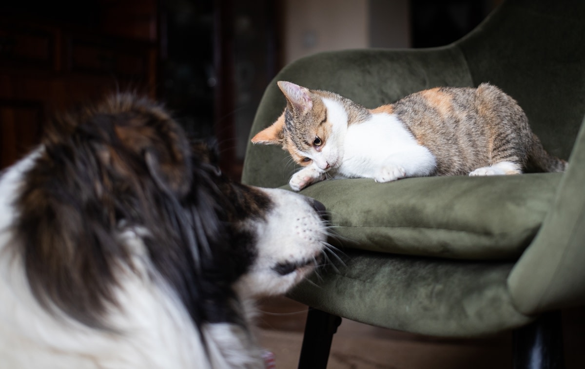 Australian shepherd's gentle kindness toward cat sibling hit by car is ...