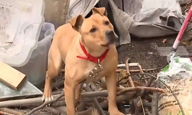 Heartbreaking: Two emaciated dogs froze to death as a Detroit man now ...