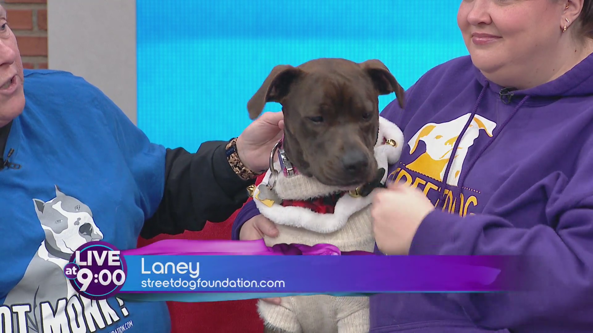 Meet Laney, a sweet rescue ready for a holiday home