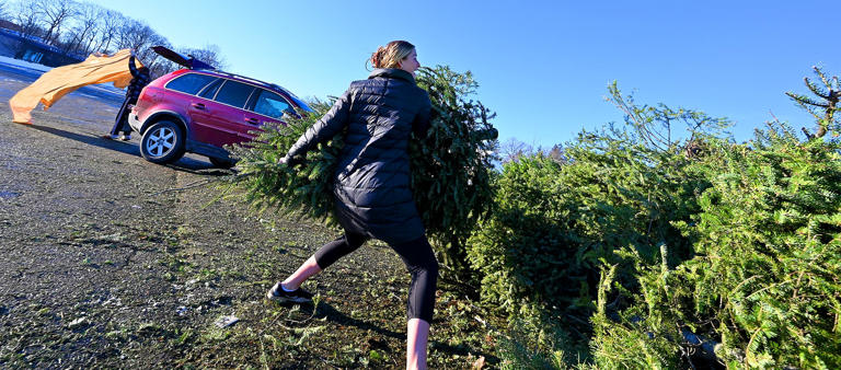 Holiday over? Worcester opens Christmas tree dropoff centers
