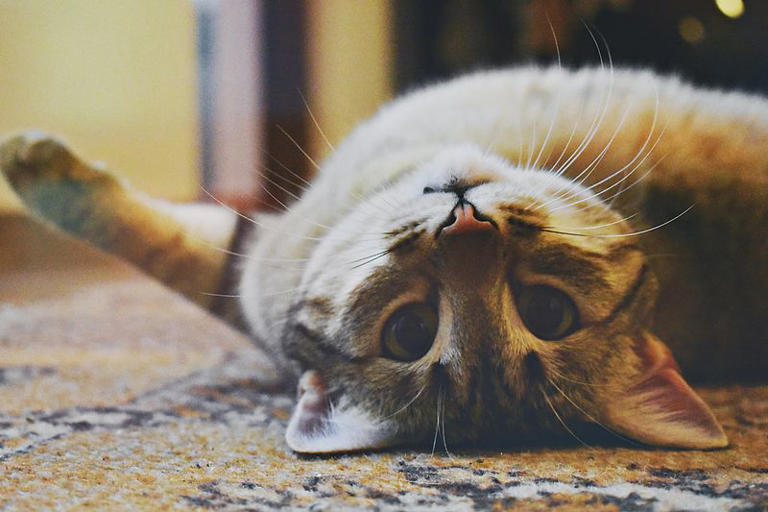 Why your pet waits outside the bathroom door every time