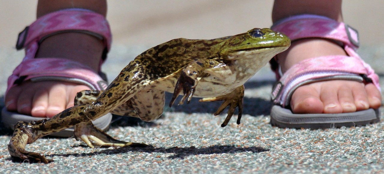 'Forget the Camel' review: Animal attraction