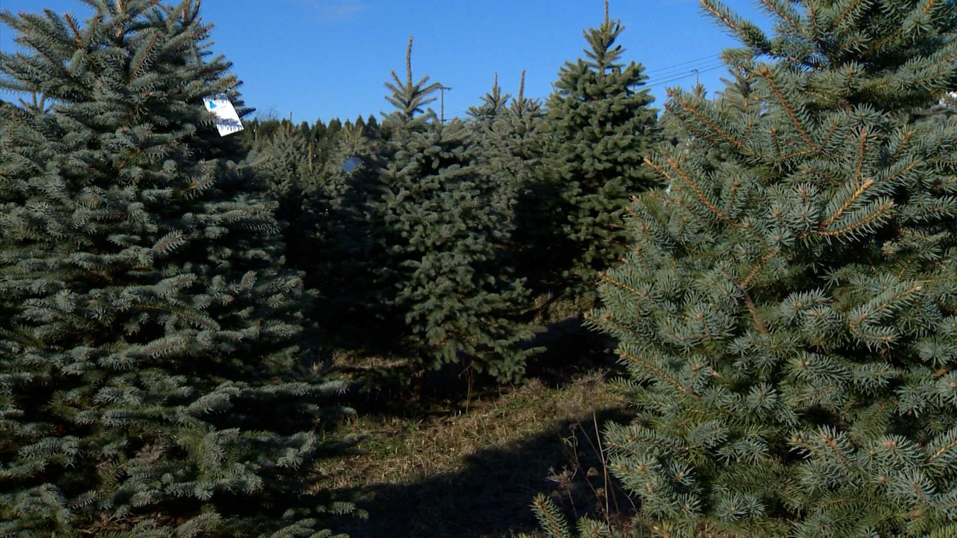 Where to recycle your Christmas tree in Allegheny County