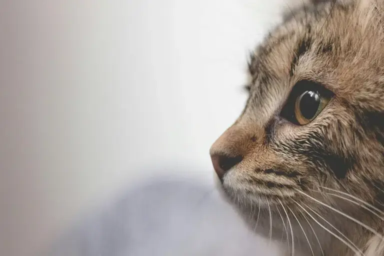El ADN antiguo revela la verdad: Los gatos domésticos tienen un origen ...