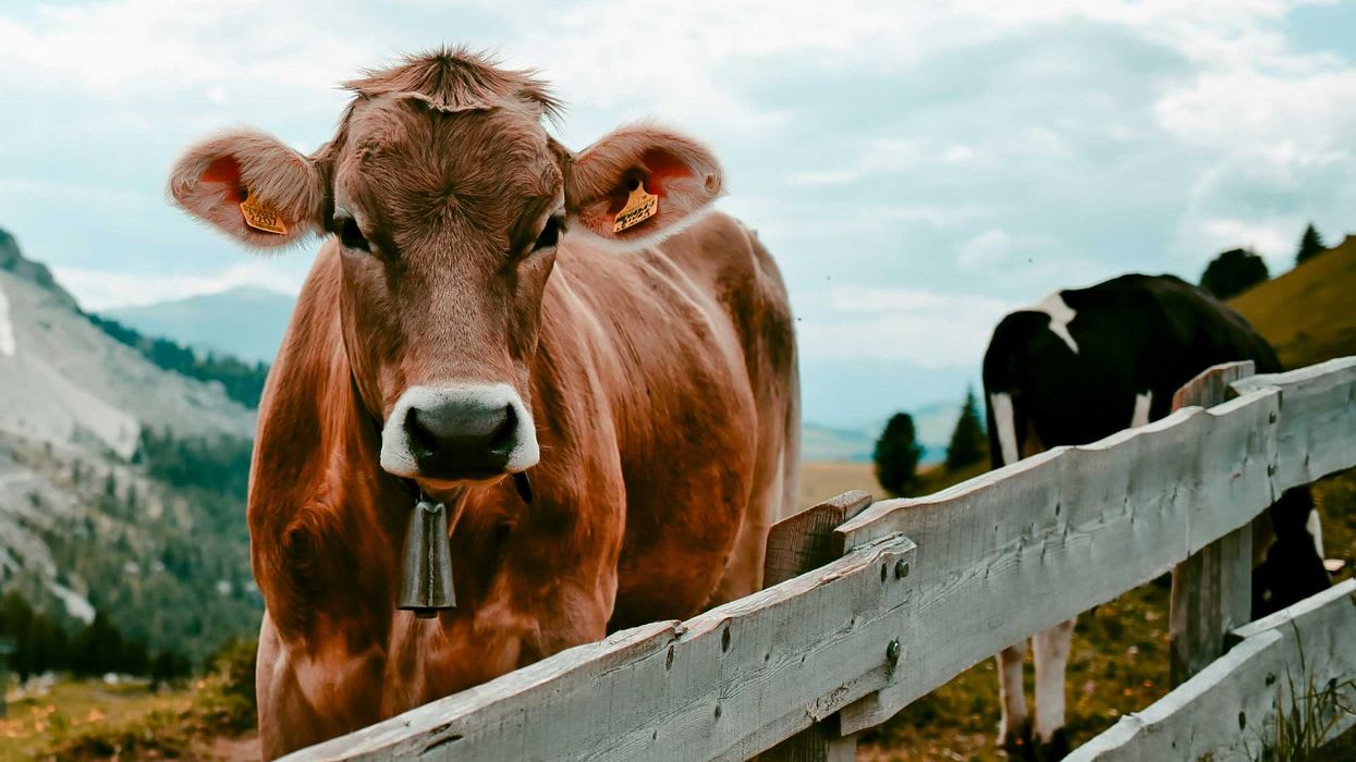 How decades of consolidation have devastated US cattle ranchers