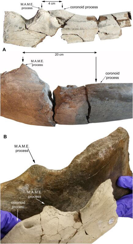 The largest marine reptile scientists have ever identified was found by ...