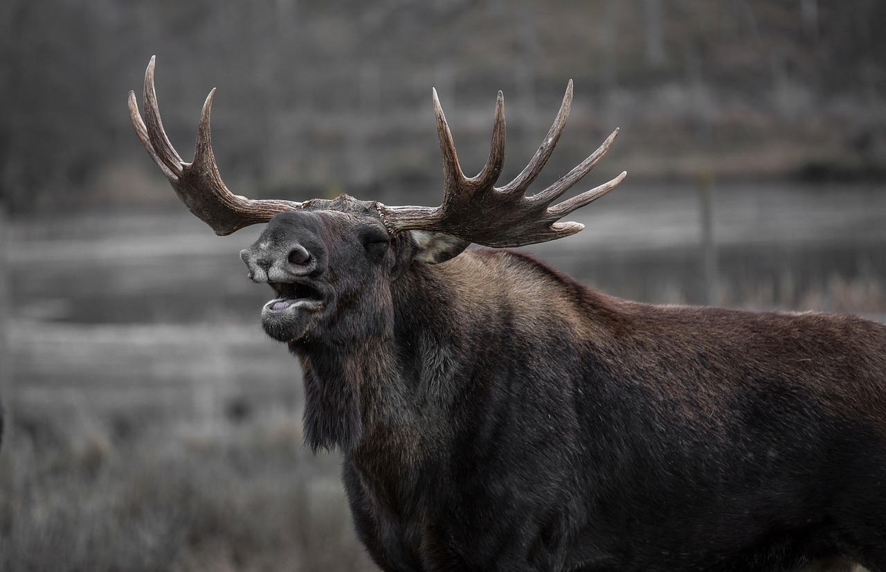 7 animals proven to stand their ground against a grizzly