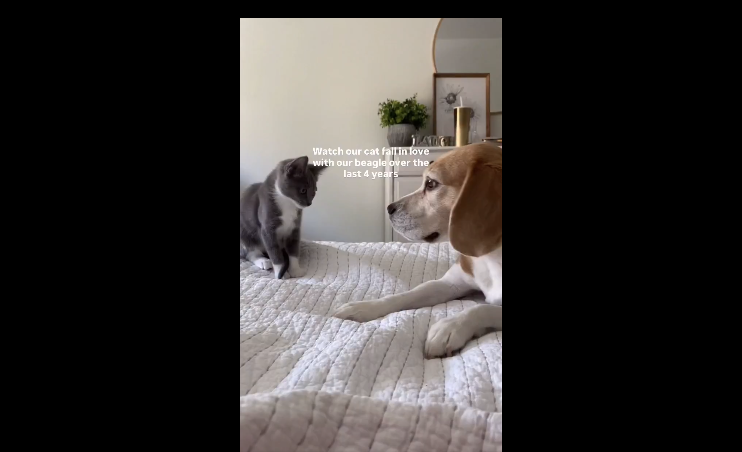 Watch our cat fall in love with our beagle over the last 4 years