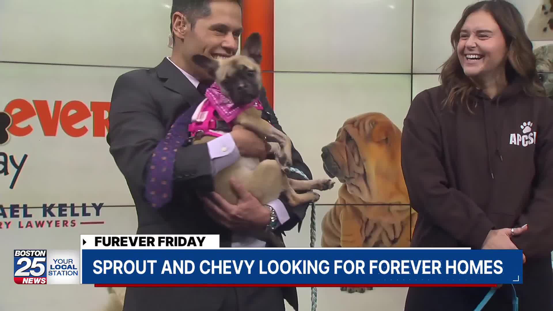 Furever Friday: Sprout and Chevy looking for forever homes