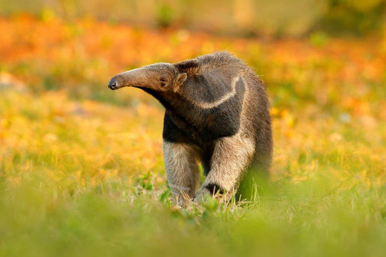 Meet the 8-foot-long giant anteater coming to Buffalo Zoo