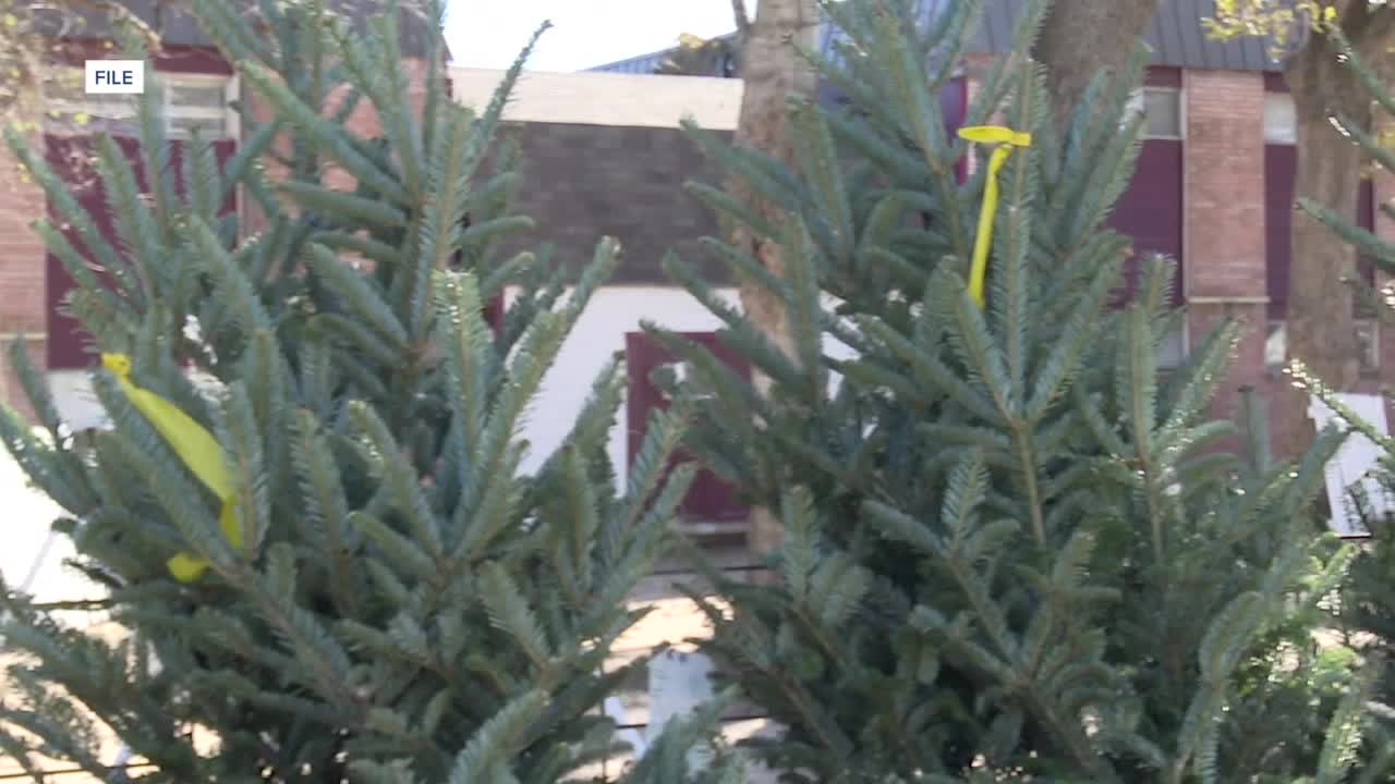 Disposing your Christmas tree the right way is important