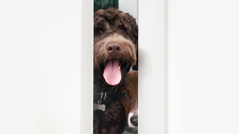 Why your pet waits outside the bathroom door every time