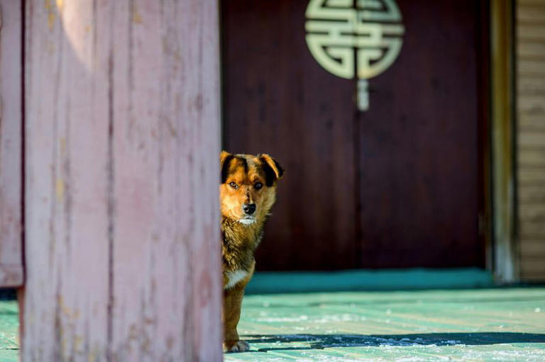 Why your pet waits outside the bathroom door every time