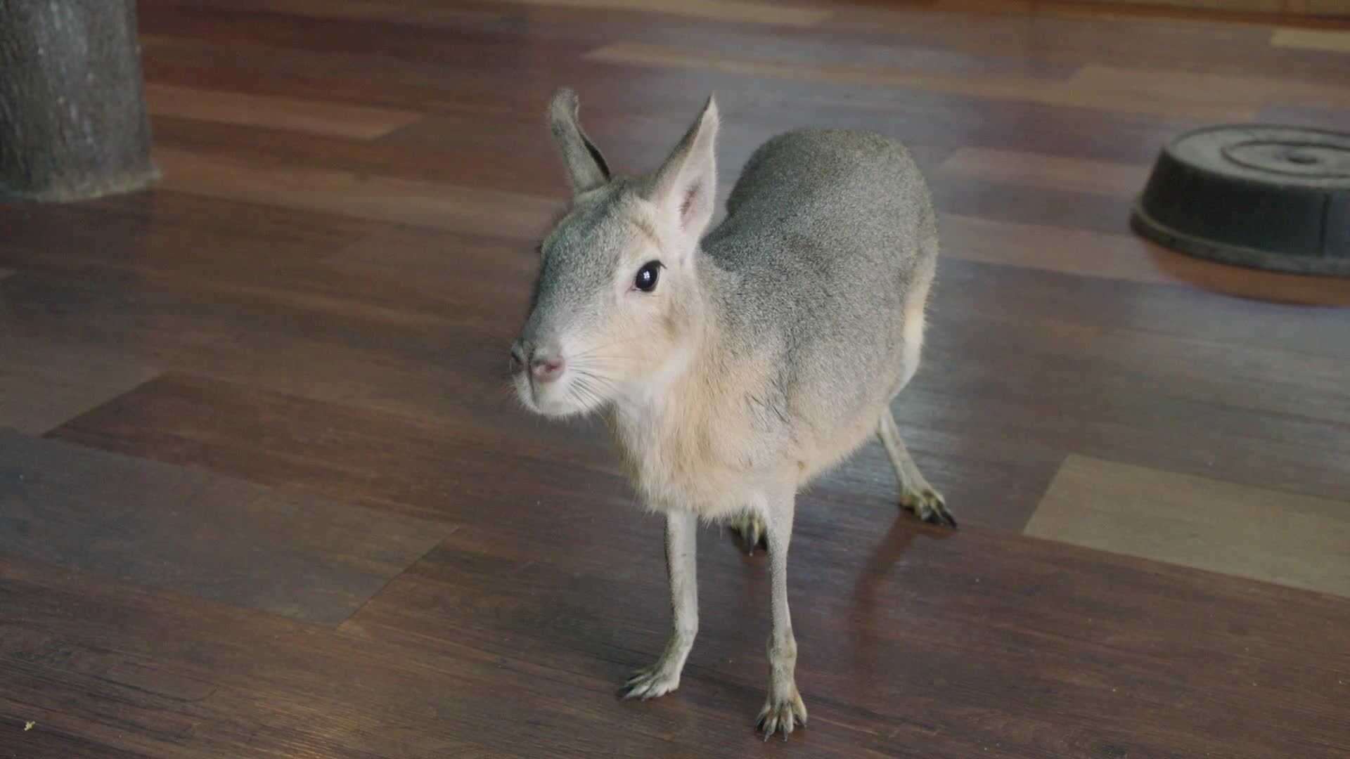 This mara has mastered learning commands just like a well-trained dog