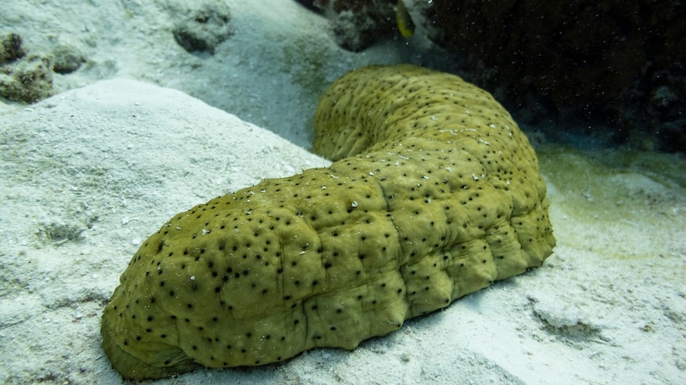 Sea cucumber extract as a beauty all-rounder–how effective is it?