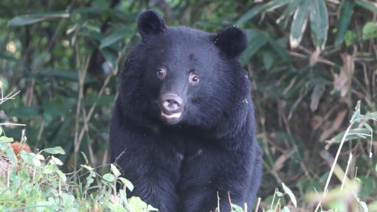 VIDÉO. Pourquoi le Japon se met à manger de la viande d’ours