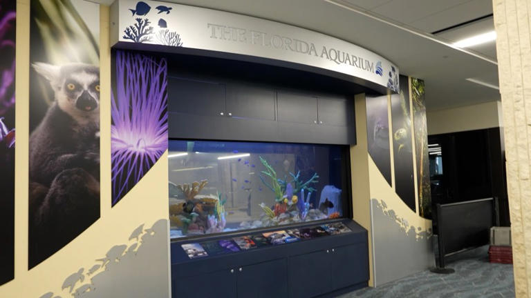 Iconic Florida Aquarium exhibit returns to Tampa International Airport