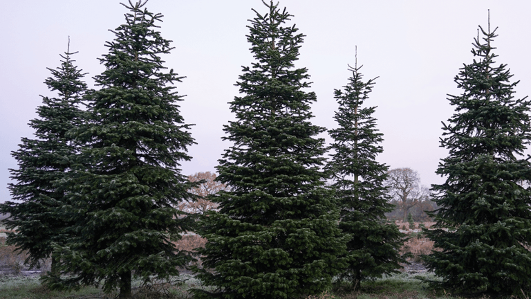 Syracuse DPW announces natural Christmas tree pickup for January