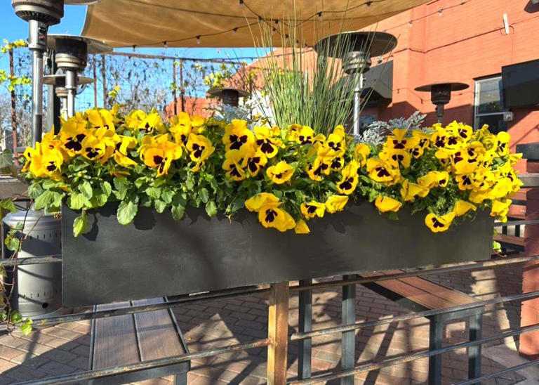 Here's your winter to-do list for North Texas landscapes and gardens