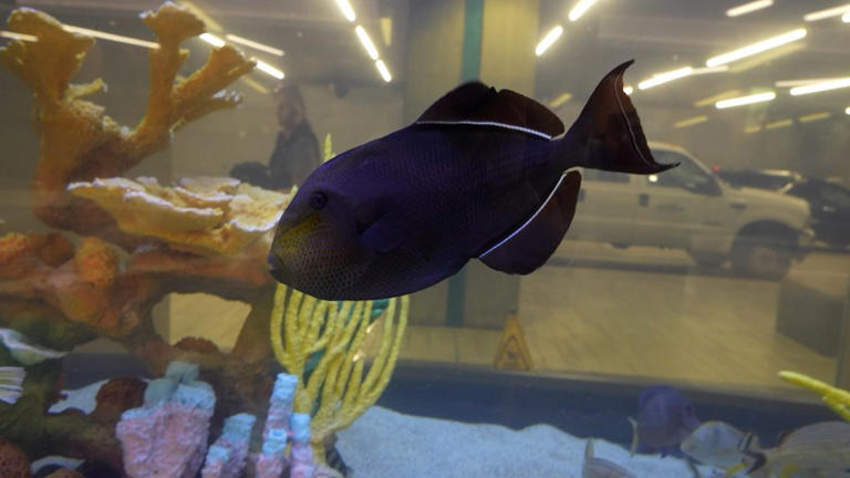 Iconic Florida Aquarium exhibit returns to Tampa International Airport