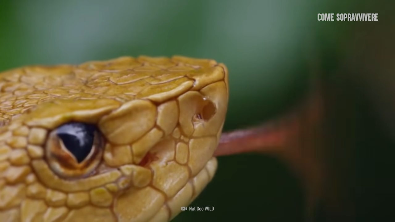Come si sarebbe potuti sopravvivere sull’Isola dei Serpenti