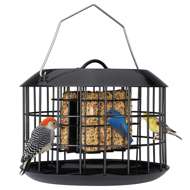 The 5-7-9 rule could squirrel-proof your bird feeder – here's what the ...