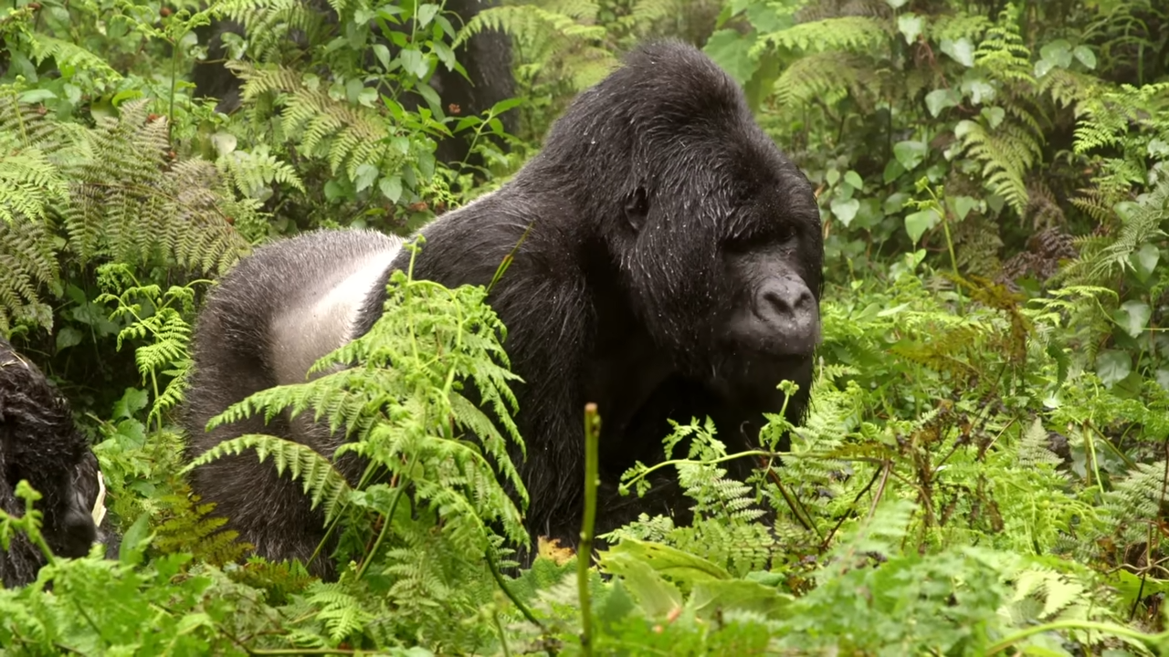 The insane biology of a gorilla