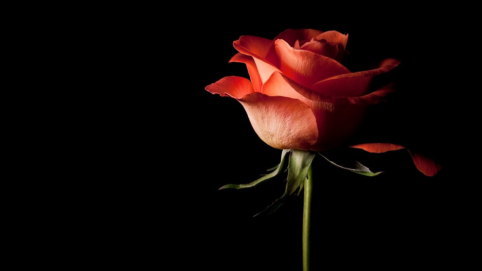 What rose colors mean