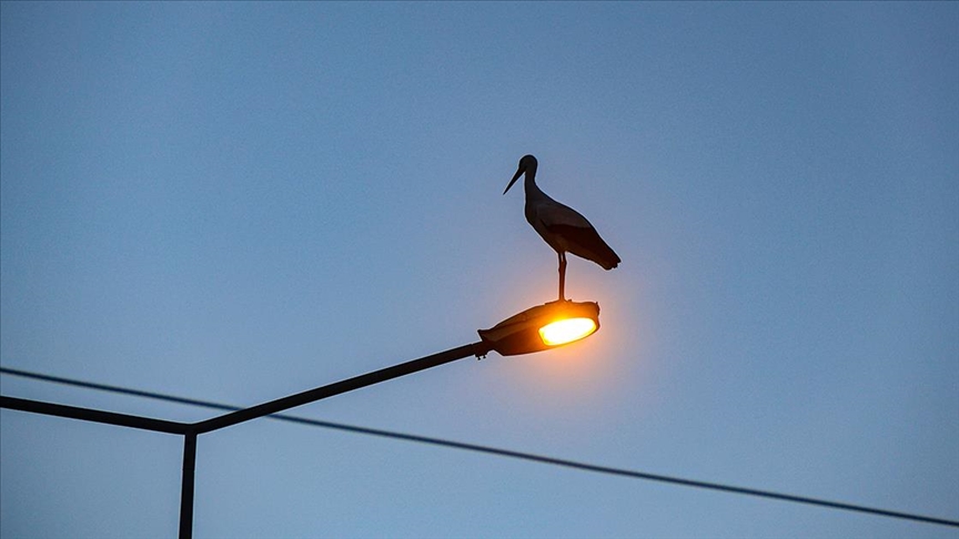 Küresel ısınma Iğdır'daki leyleklerin göç alışkanlığını değiştirdi