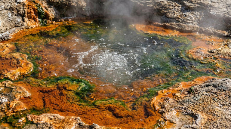 Des animaux aux champignons, toute la vie sur terre descendrait d’un ...