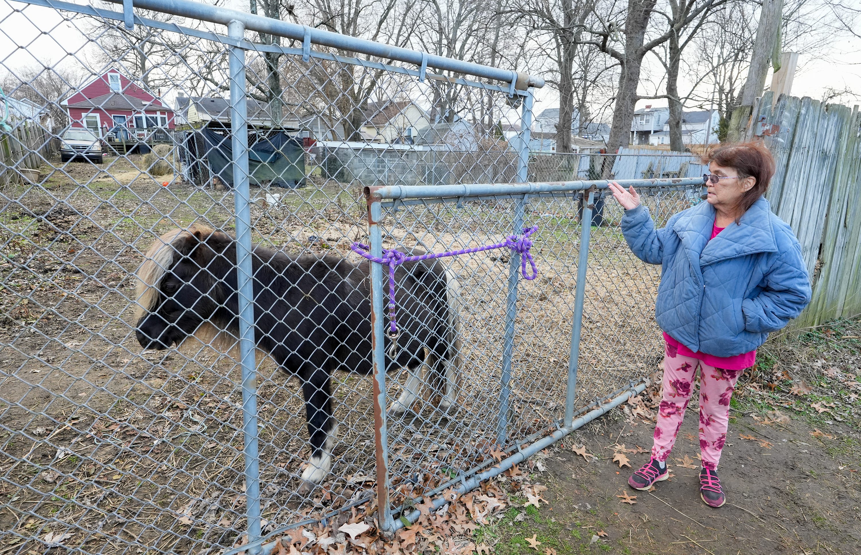 Bandit the mini horse may be outlawed under new Louisville ordinance