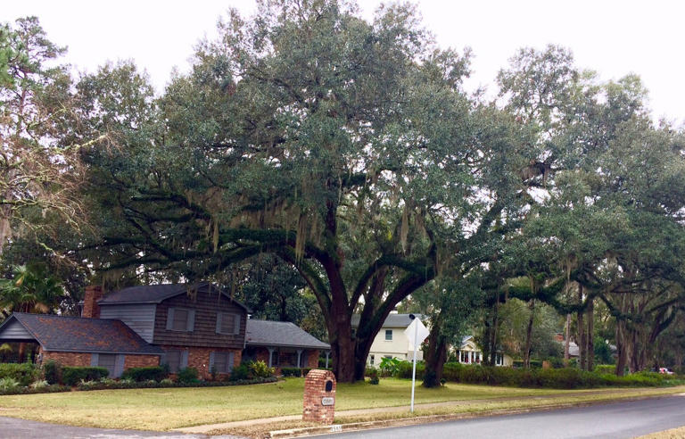 Growing shade: Tallahassee counts benefits of planting a tree canopy