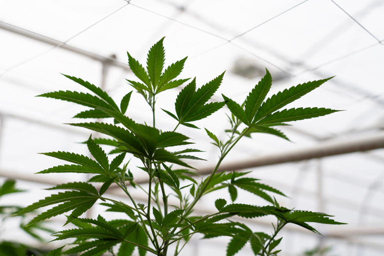 Washington's disruption of hemp is growing instability in KY | Opinion