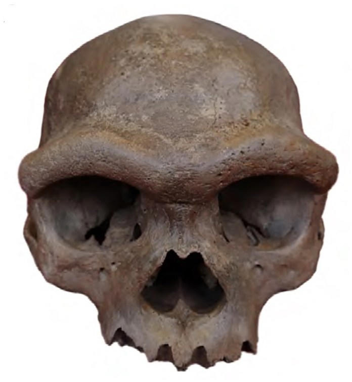 Denisovan identity of ‘Dragon Man’ skull unlocked by molecular science
