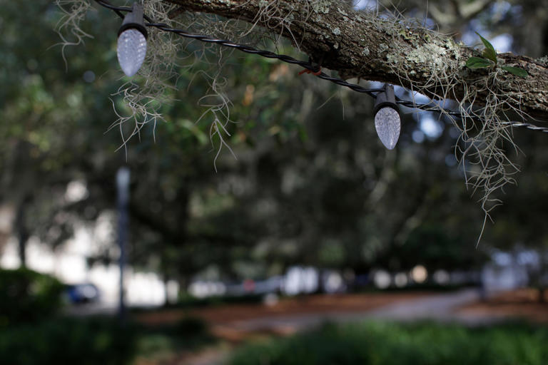 Growing shade: Tallahassee counts benefits of planting a tree canopy