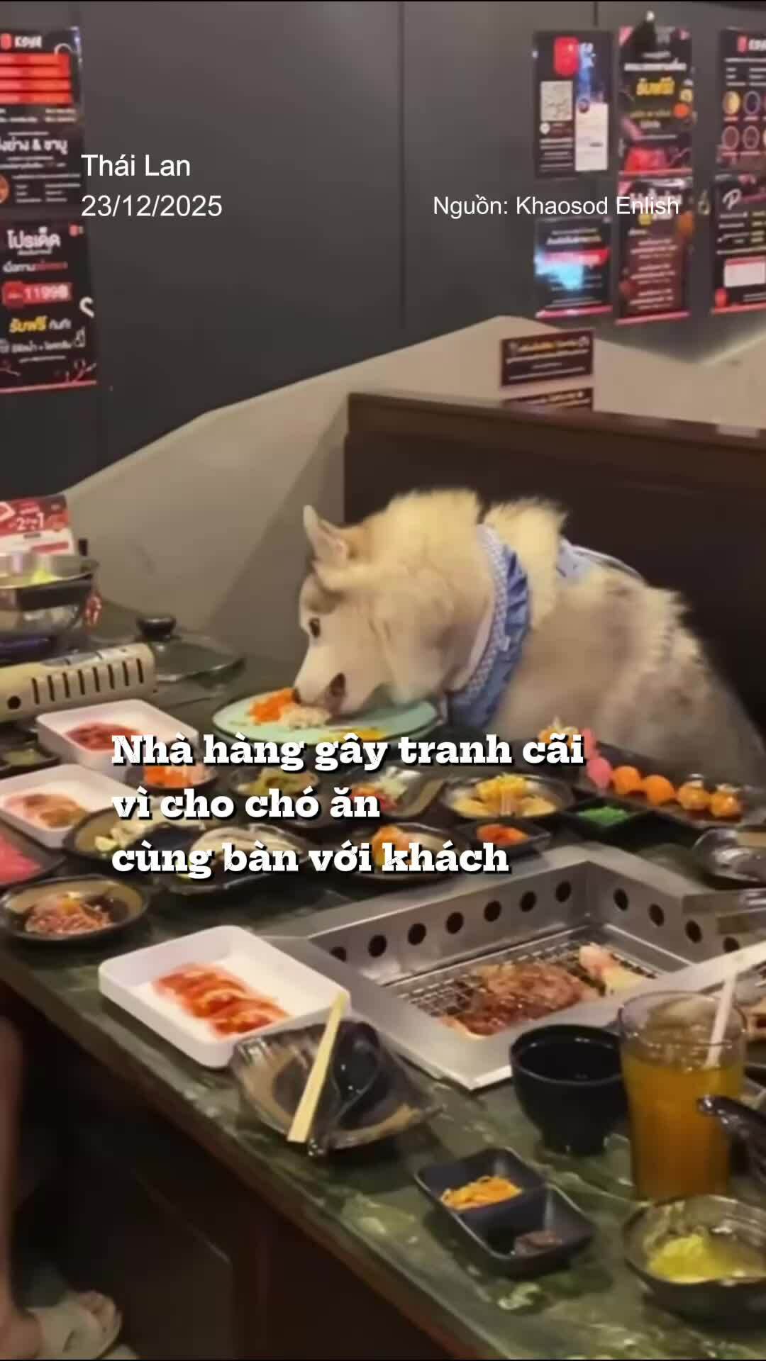 Nhà hàng gây tranh cãi vì cho chó ăn cùng bàn với khách