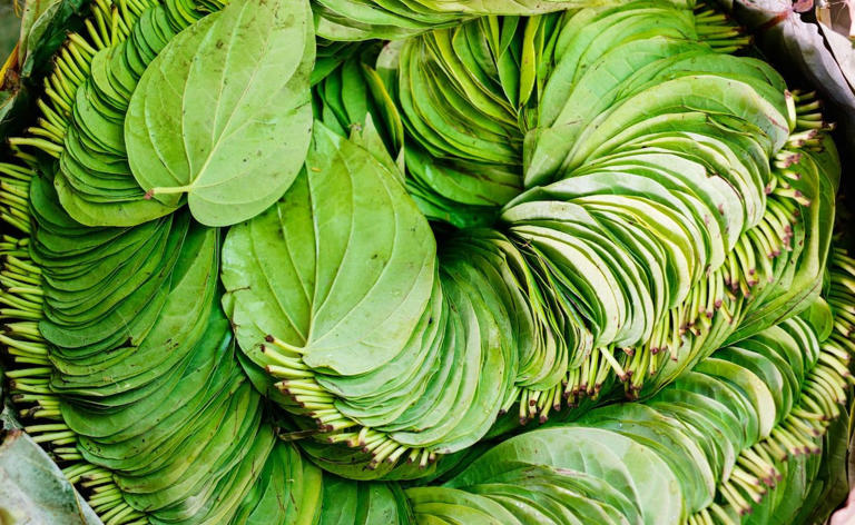Nutritionist Pooja Makhija breaks down betel leaf benefits at a ...