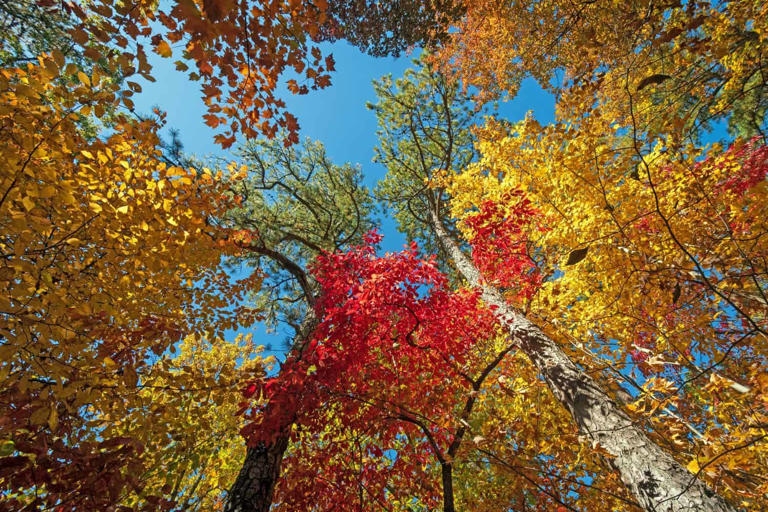 The best roads to travel for spectacular fall foliage