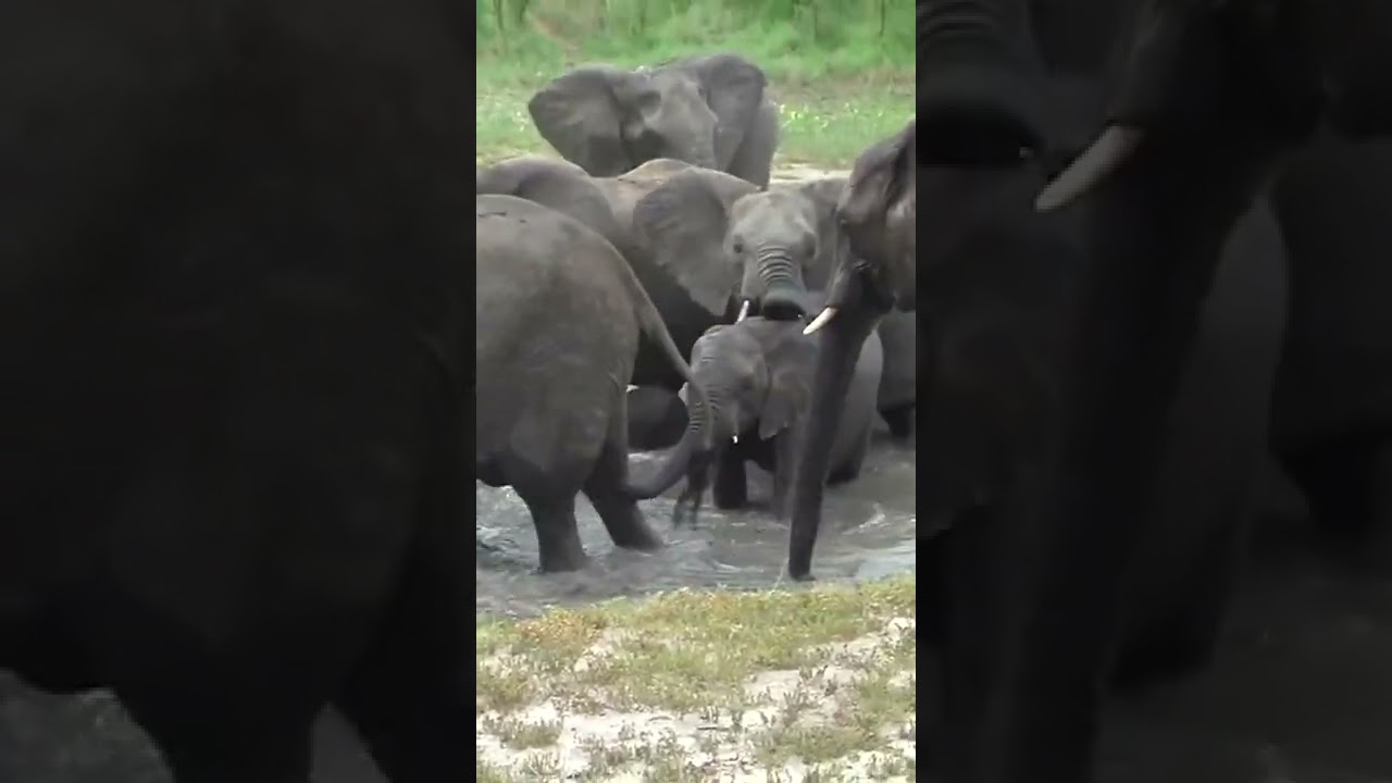 Baby elephant swims for first time in Mara waters