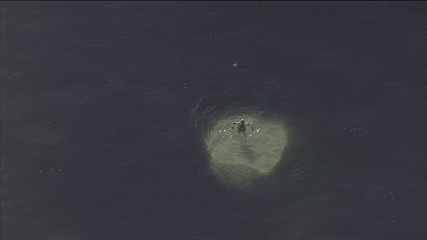 Banhistas nadam no meio de cardumes na Praia do Leme; vídeo