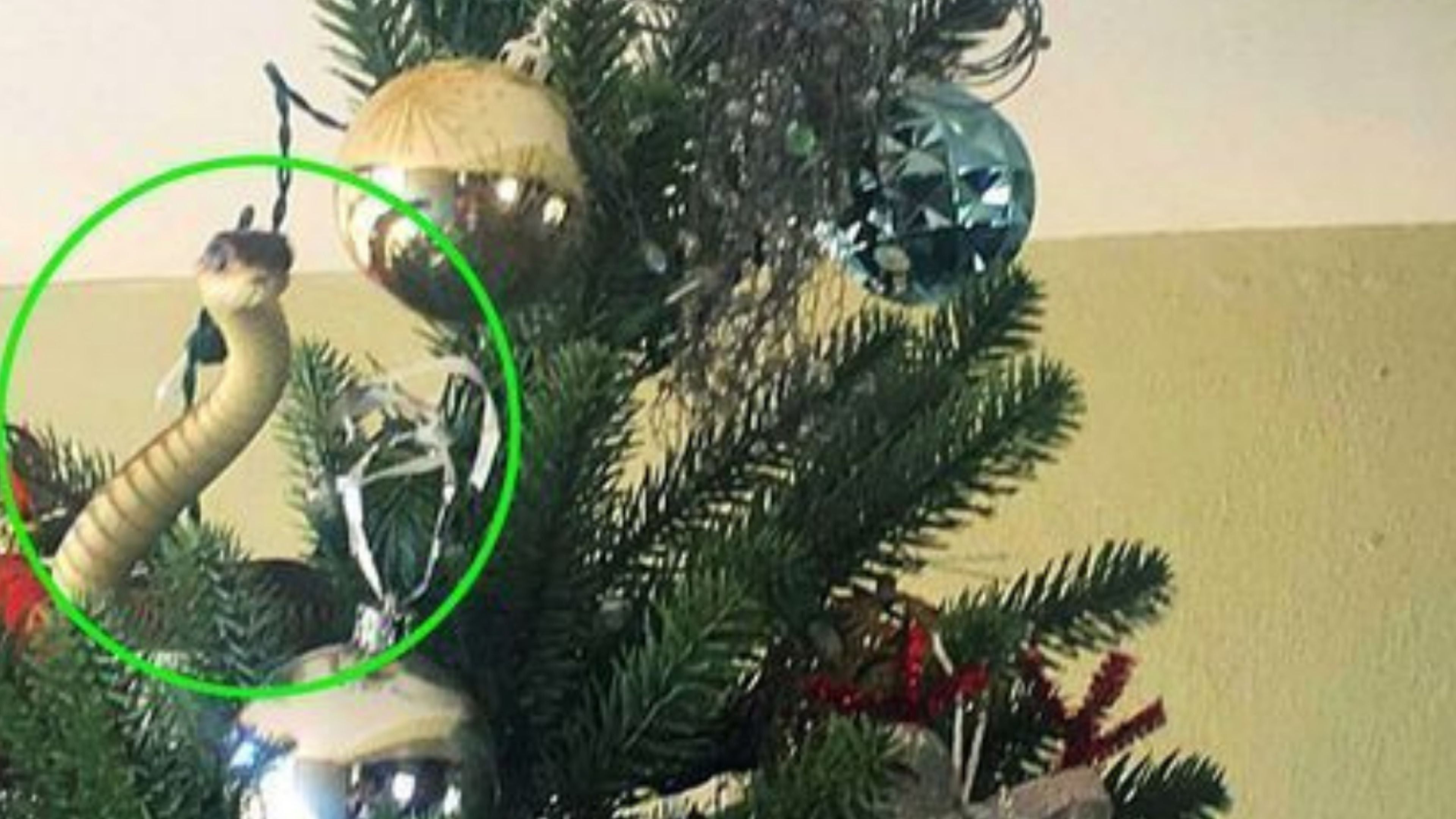 Deadly snake found hiding in family’s Christmas tree
