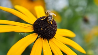 “We had to save the bees” - How scientists created a new problem