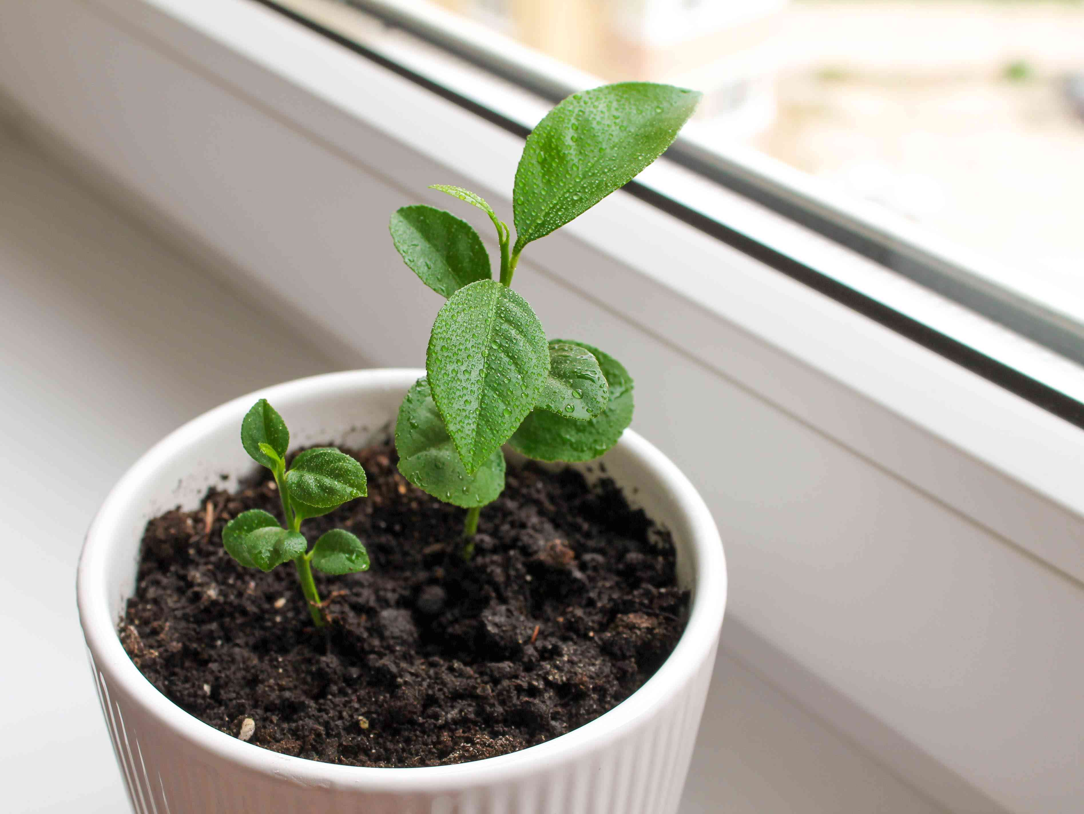 How to grow and care for a lemon tree from seed