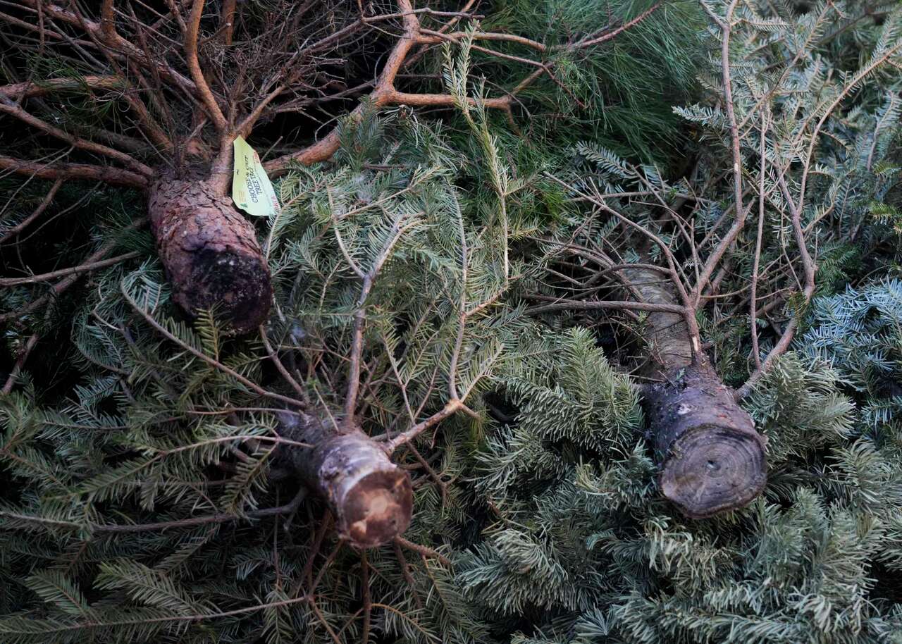 Looking to recycle your Christmas tree? Here's where to go.