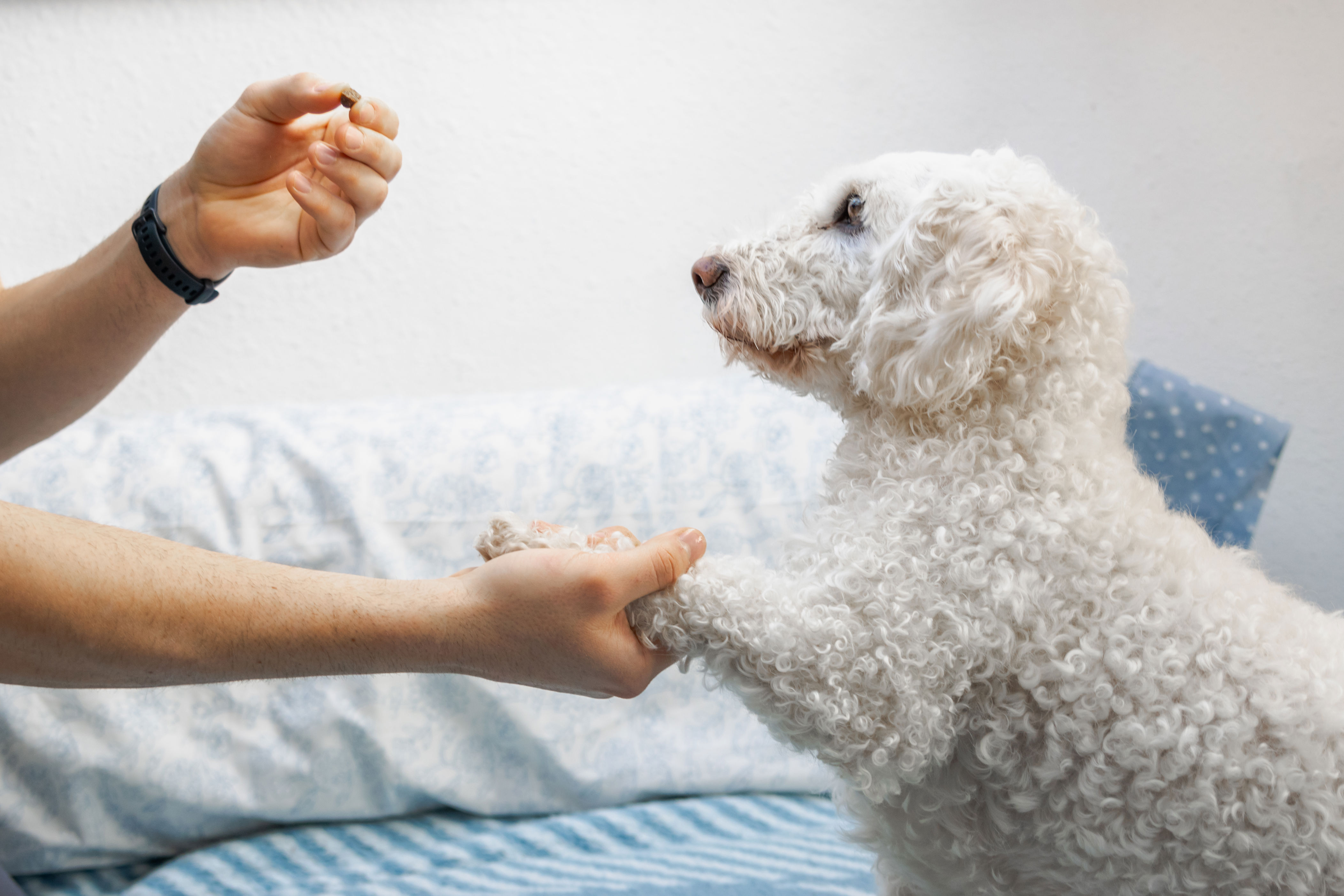Rescue dog finds new home in time for Christmas, her story melts hearts