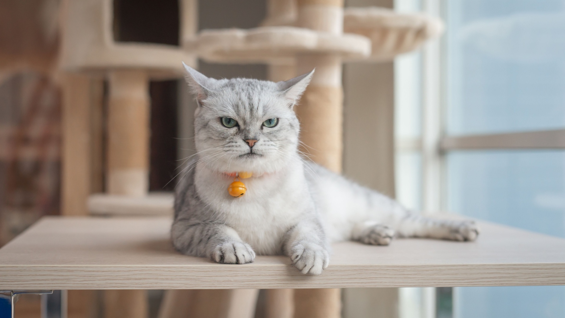 What ethologists say about how to gain the trust of a grumpy cat